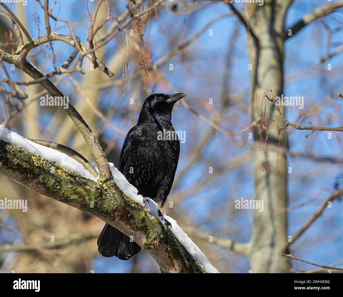 Black crow sitting in tree hi-res stock photography and images - Alamy