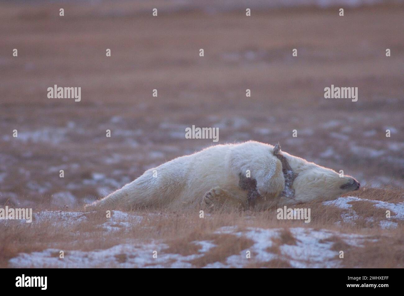 polar bear Ursus maritimus boar rolling around on fresh snow and tundra ...