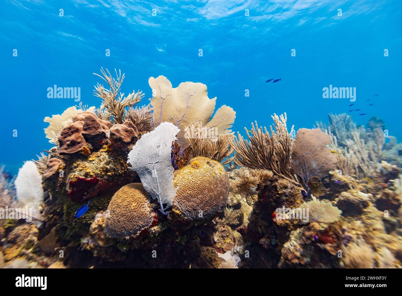 Healthy coral reef landscape with various hard and soft corals Stock ...