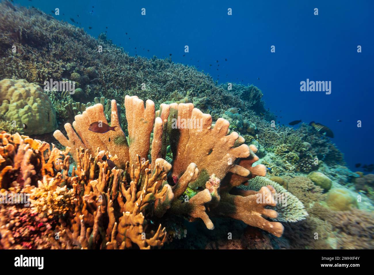 Healthy coral reef landscape with various hard corals Stock Photo - Alamy