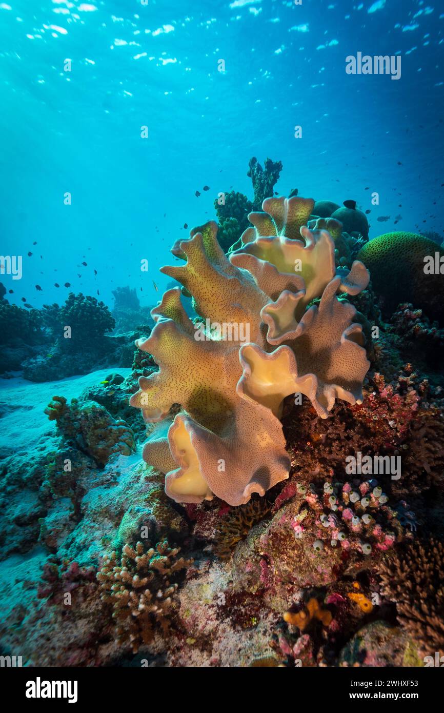 Healthy coral reef landscape with various hard corals Stock Photo - Alamy