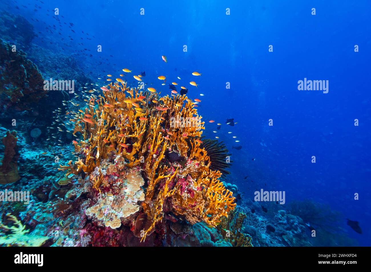 Scuba diver explores landscape of a coral reef in the blue tropical ...