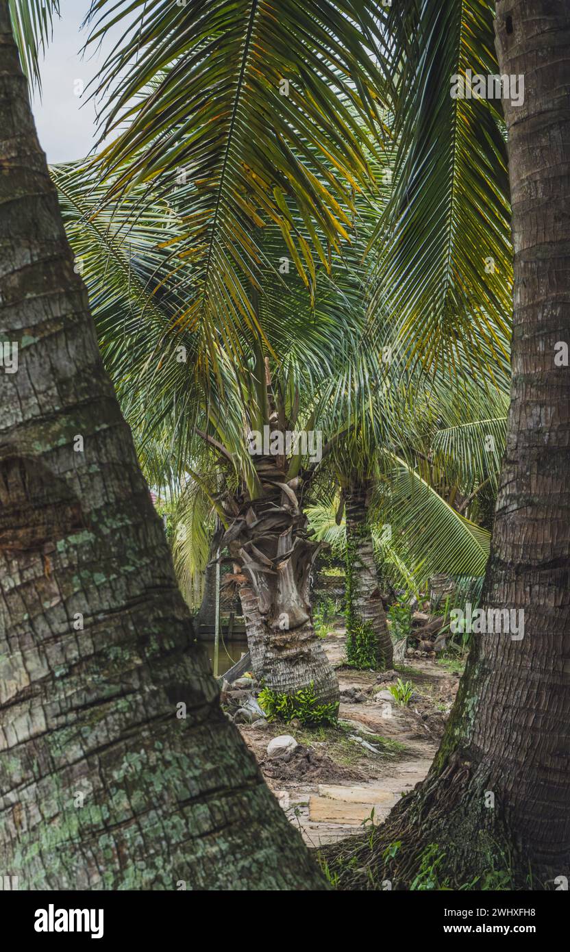 Rows of vibrant coconut trees inside the plantation field in balikpapan ...