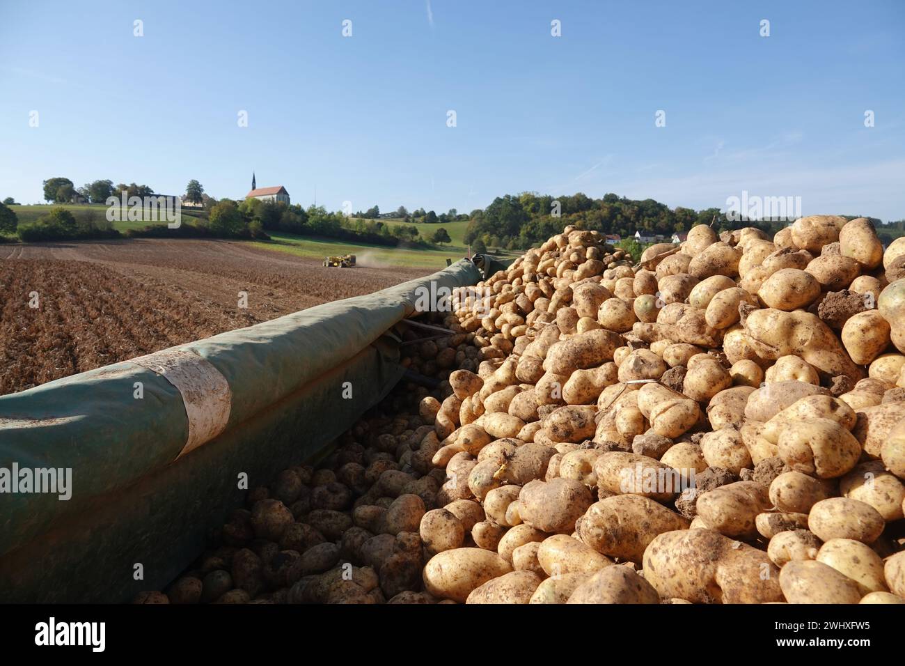 Solanum tuberosum, potato, harvest Stock Photo - Alamy