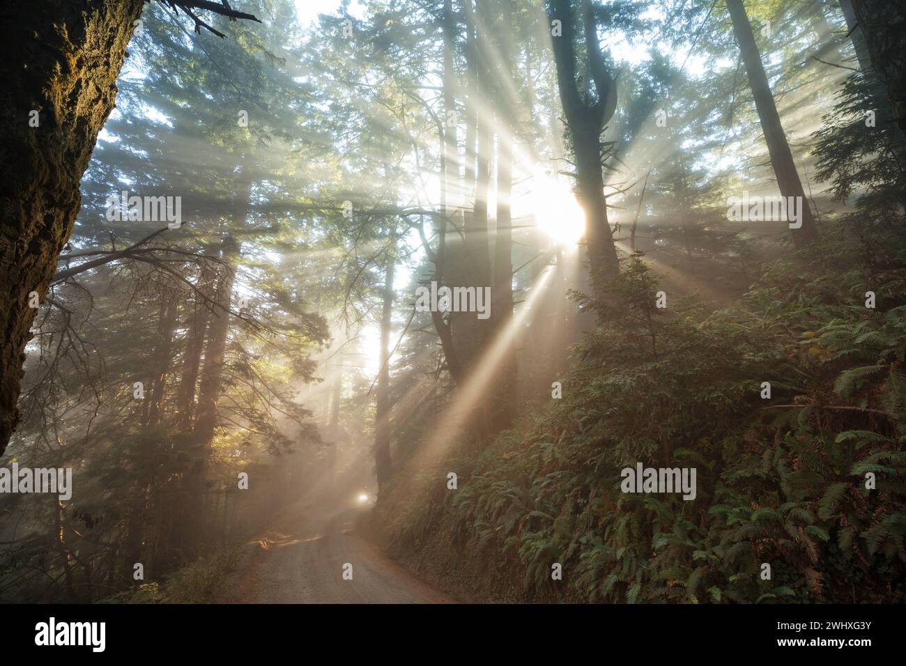 Sunny beams hi-res stock photography and images - Alamy