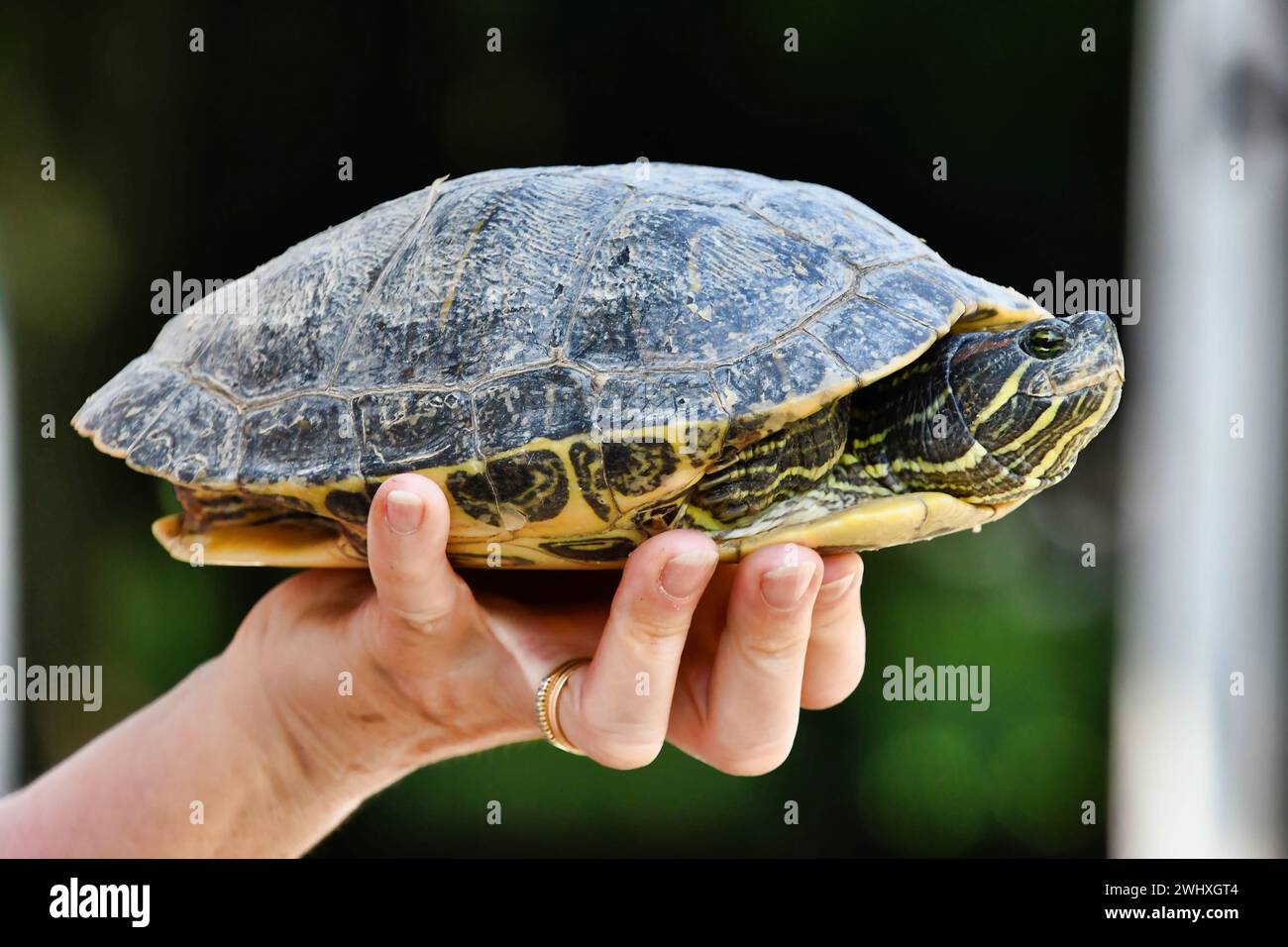 Photo Picture of Red Eared Terrapin Turtle Trachemys Scripta Elegans ...