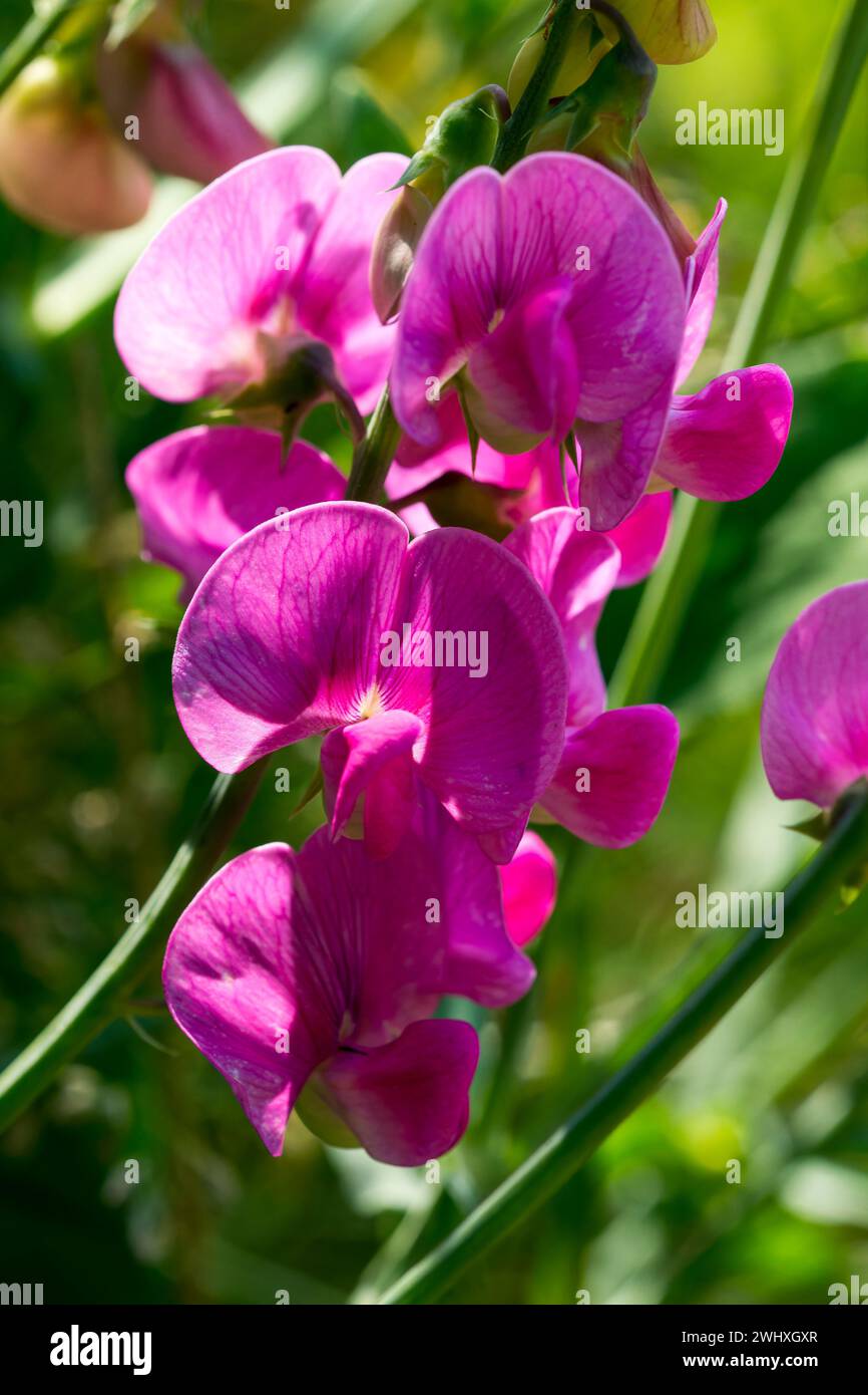 Peavine lathyrus latifolius hi-res stock photography and images - Alamy