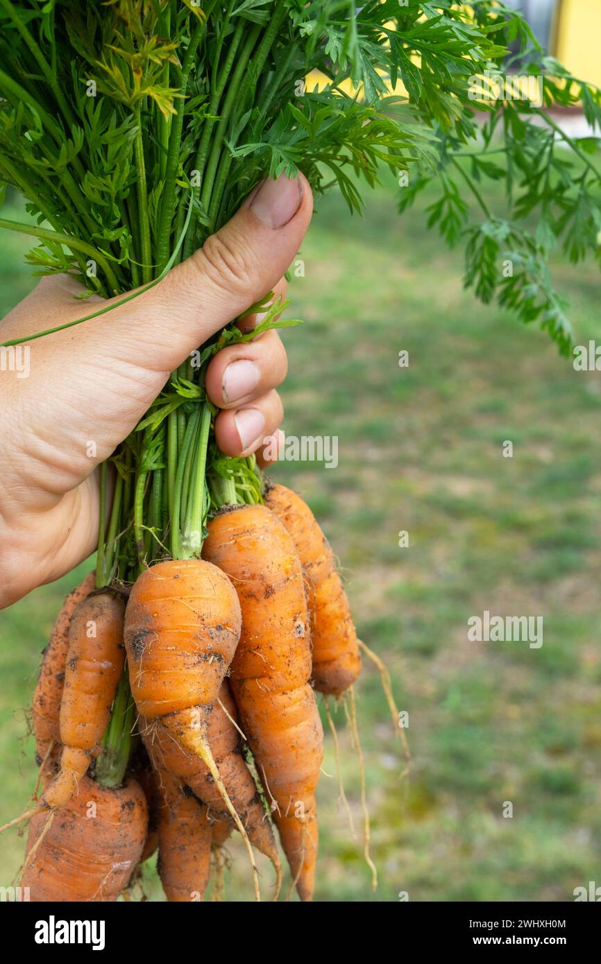 Harvested carrot crop with the tops on the bed in the hands of a farmer ...
