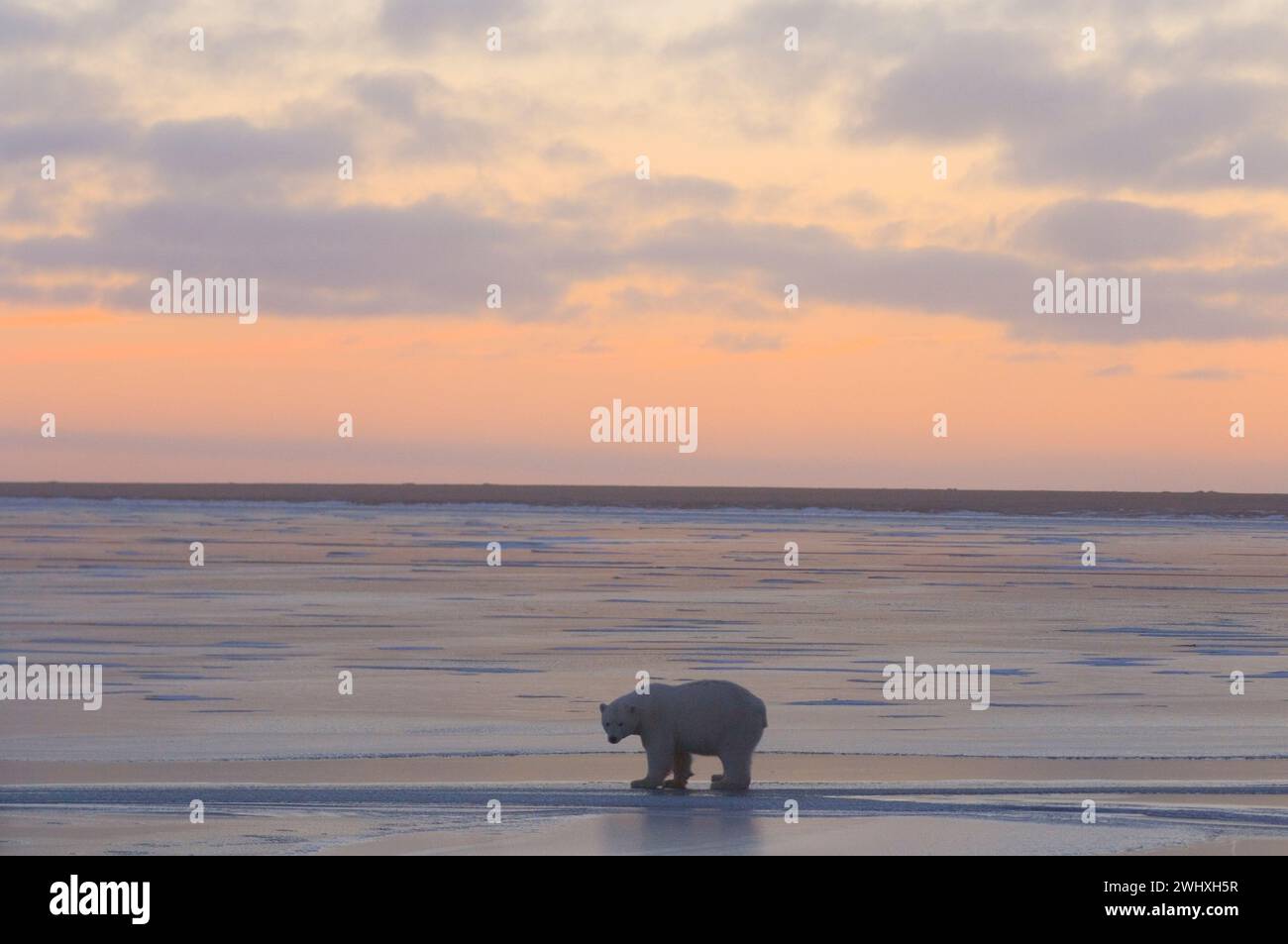polar bear Ursus maritimus boarwalking on young ice beaufort sea arctic ...
