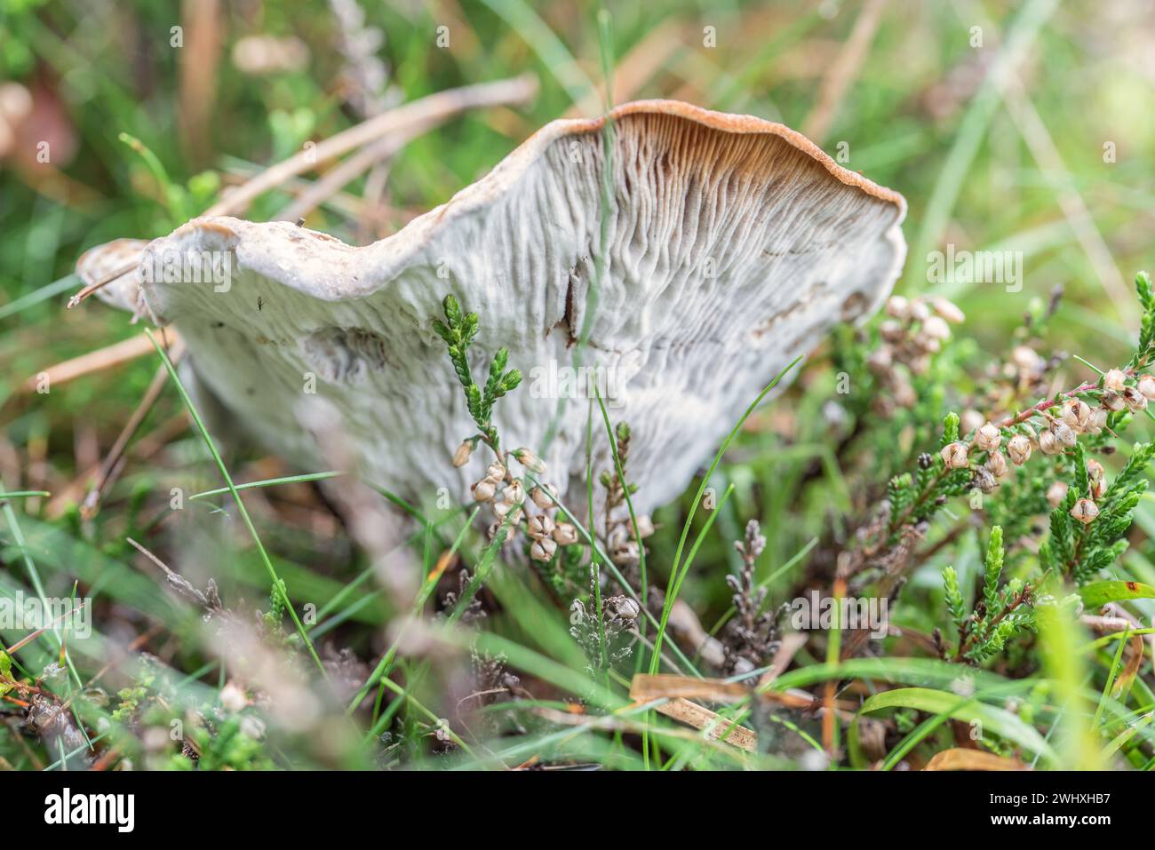 Flour of grass hi-res stock photography and images - Alamy