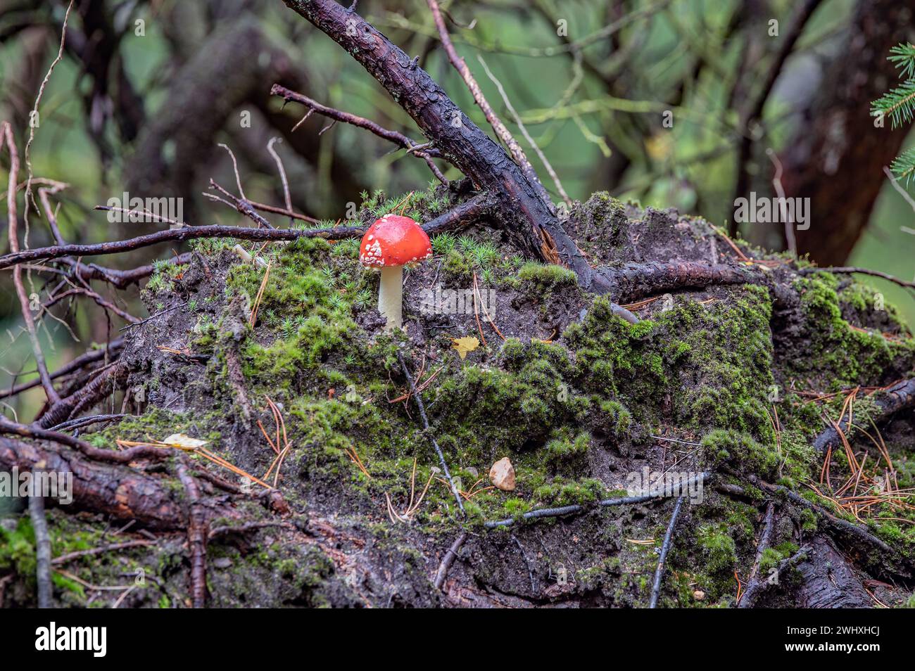 Champignon agaric amanita muscaria hi-res stock photography and images ...