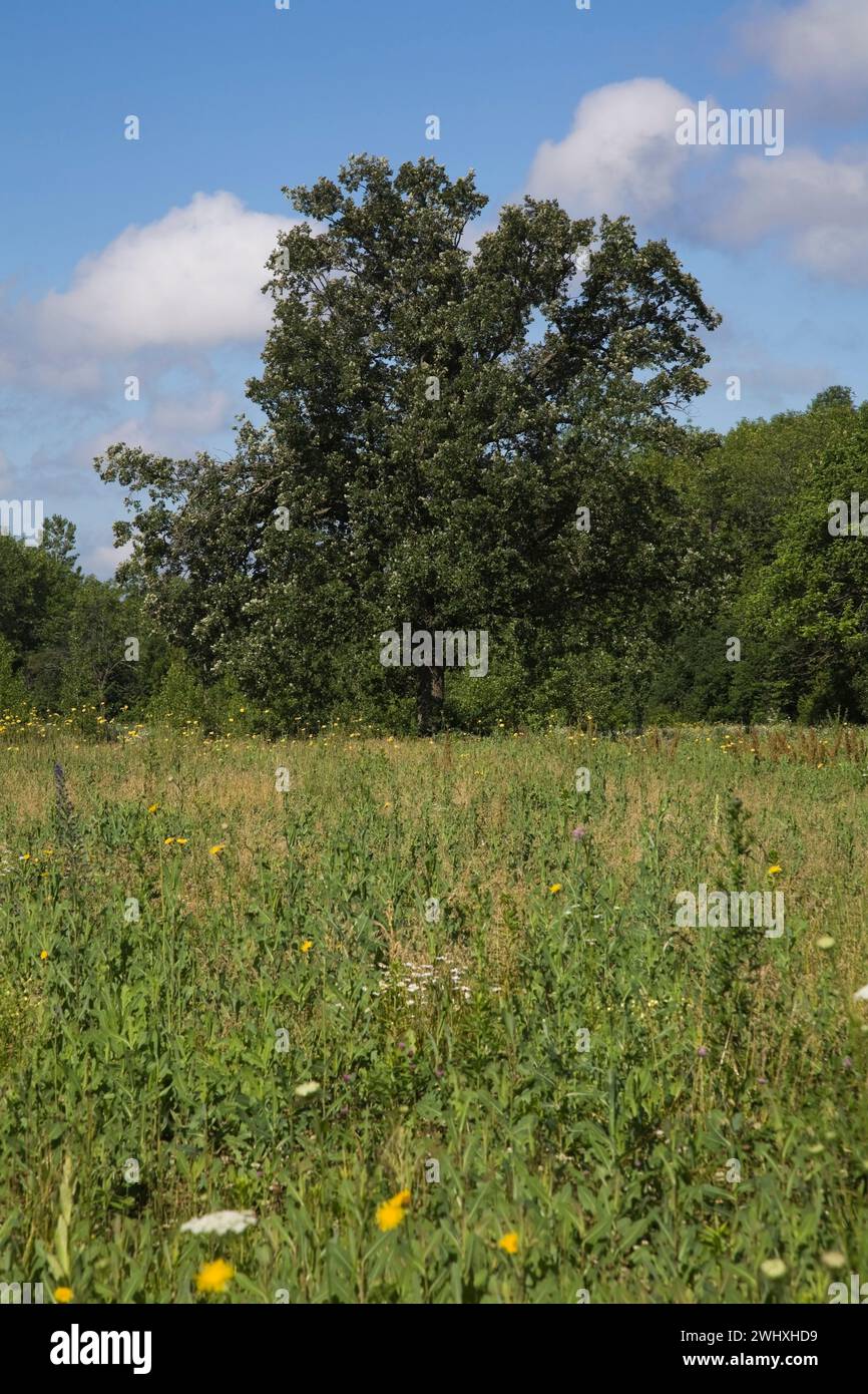 Lone deciduous tree in field in summer, Laval, Quebec, Canada. This is ...