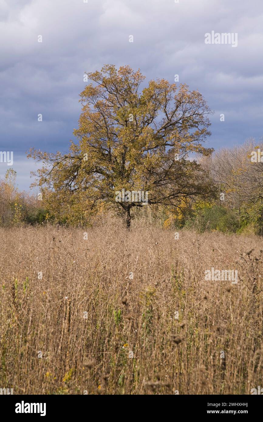 4 seasons canada hi-res stock photography and images - Alamy