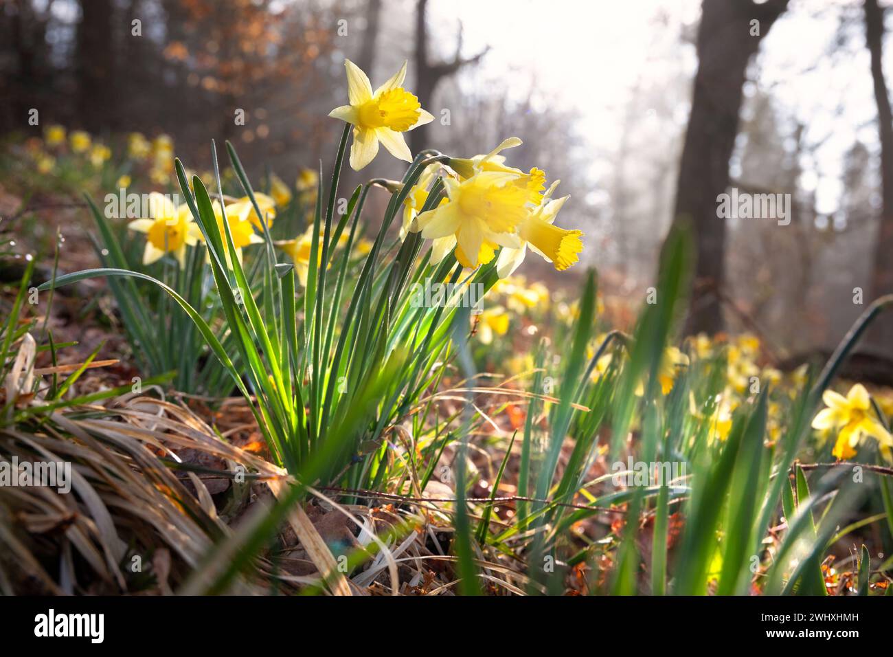 Wilf wild hi-res stock photography and images - Alamy