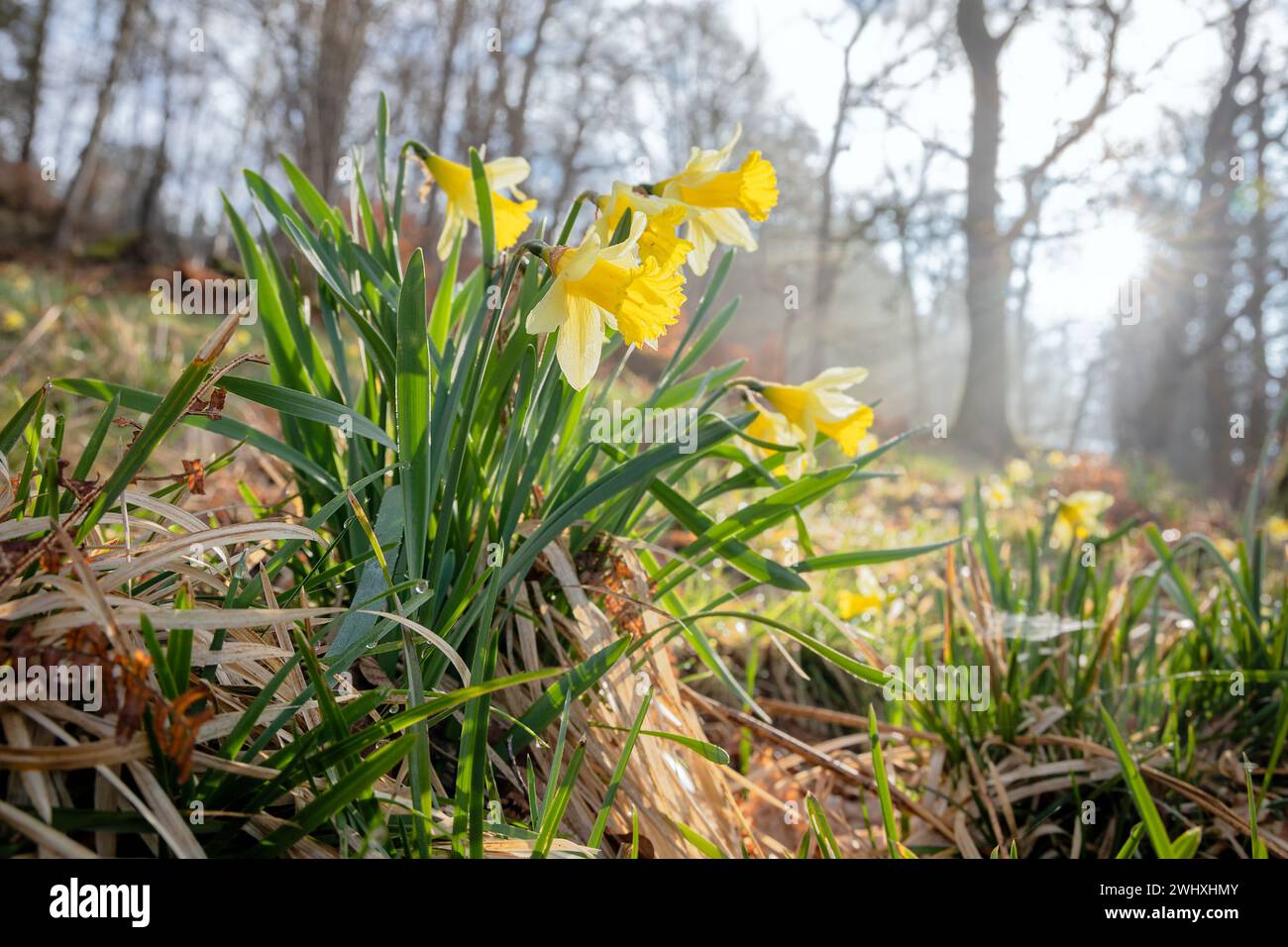 Daffodil in daffodil woods hi-res stock photography and images - Alamy