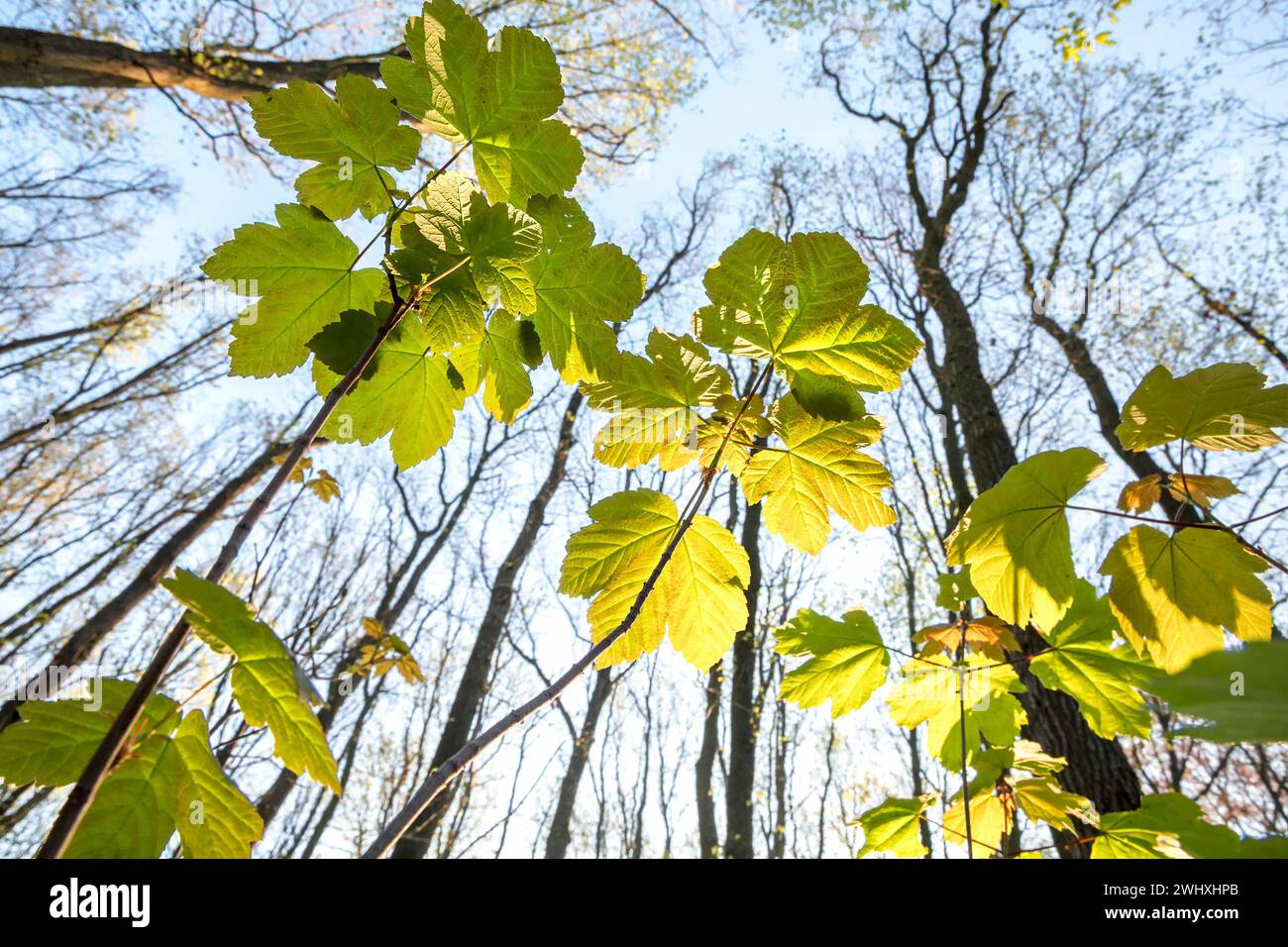 Spring background view fresh hi-res stock photography and images - Alamy
