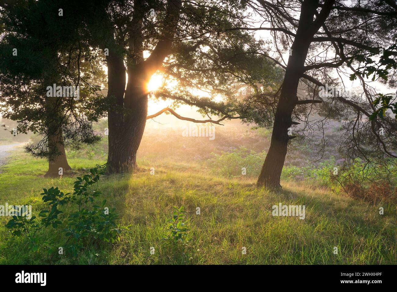 Sunshine on pine hi-res stock photography and images - Alamy