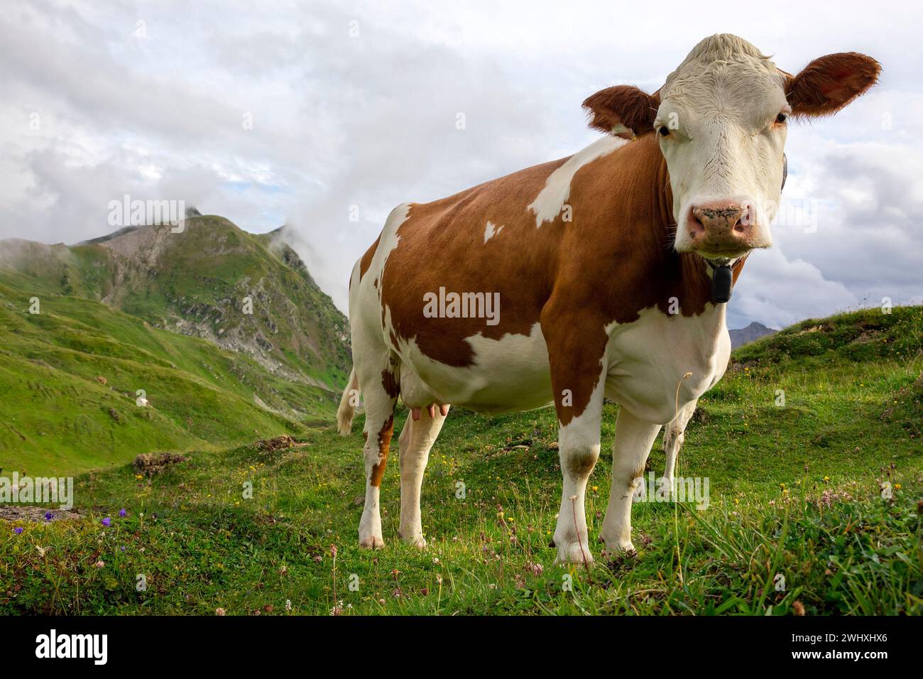Milk cow on alpine pasture Stock Photo - Alamy