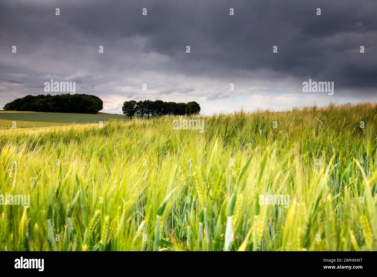 Beautiful view on summer wheat hi-res stock photography and images - Alamy