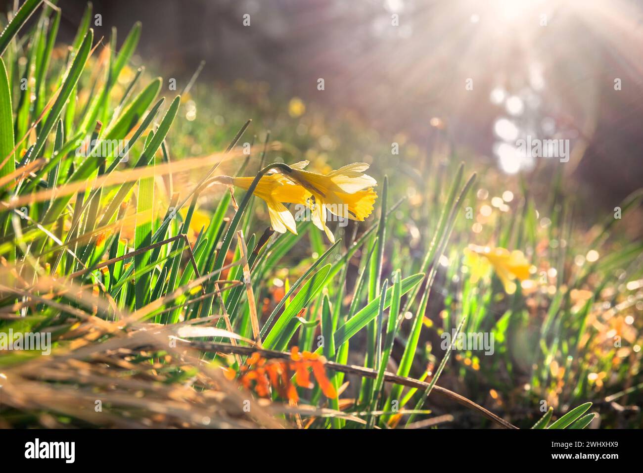 Daffodil sunshine hi-res stock photography and images - Alamy