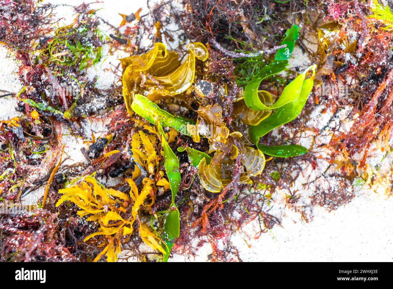 Different types of seagrass sea grass weed seaweed on beach sand by the ...