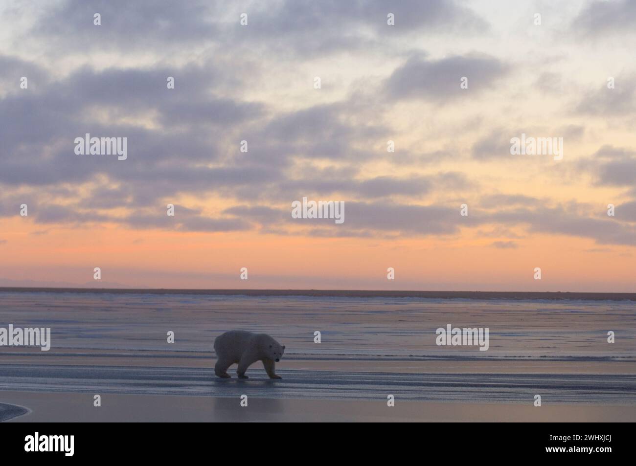 polar bear Ursus maritimus boarwalking on young ice beaufort sea arctic ...