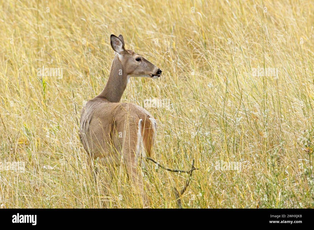 Alert deer looks off to the side Stock Photo - Alamy