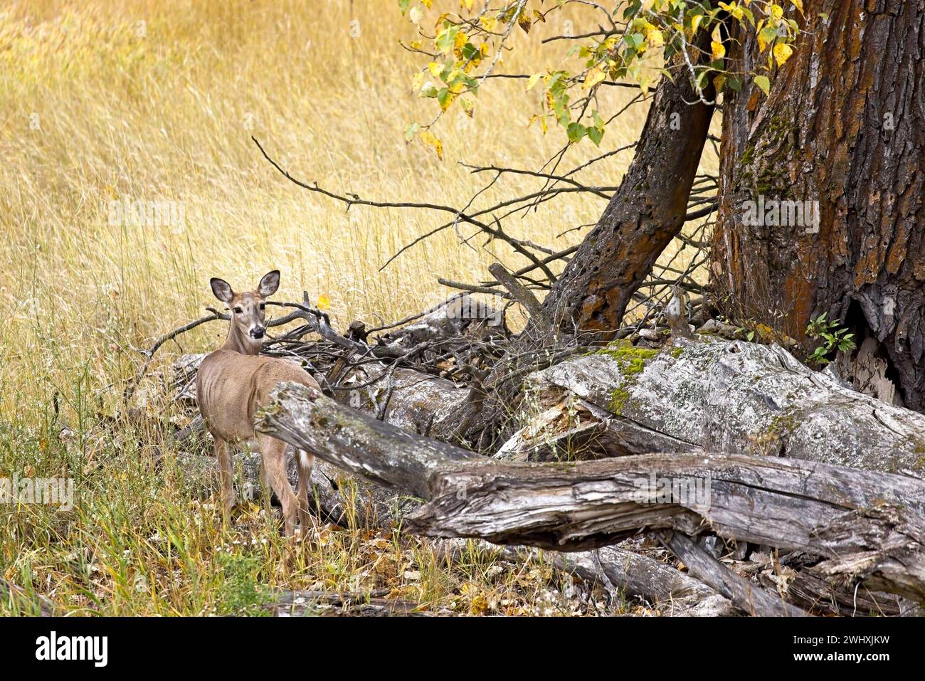 Head looks back hi-res stock photography and images - Alamy