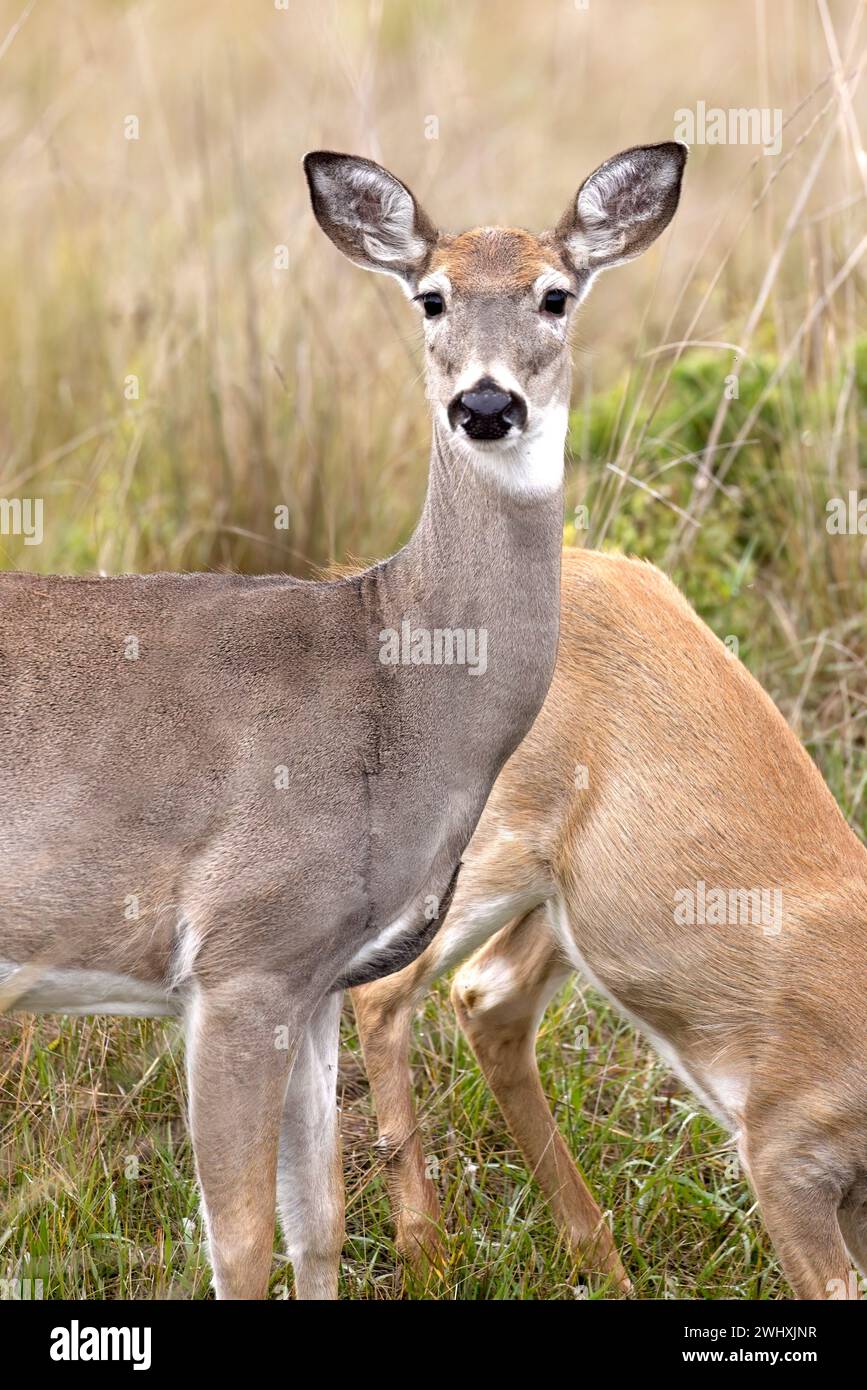 Whitetail deer up close hi-res stock photography and images - Alamy