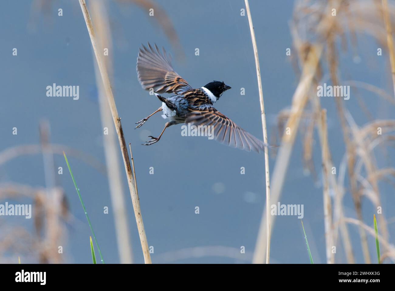 Common Reed Bunting (Emberiza schoeniclus Stock Photo - Alamy