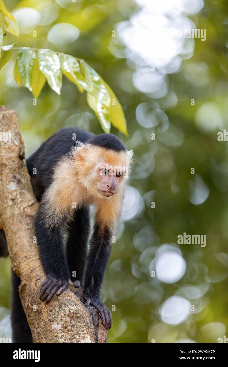 Colombian white-faced capuchin (Cebus capucinus), Manuel Antonio ...