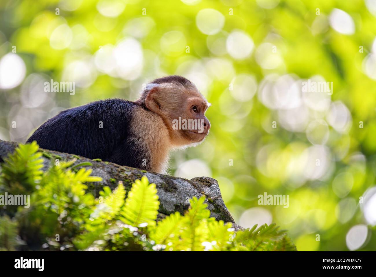 Colombian white-faced capuchin (Cebus capucinus), Manuel Antonio ...
