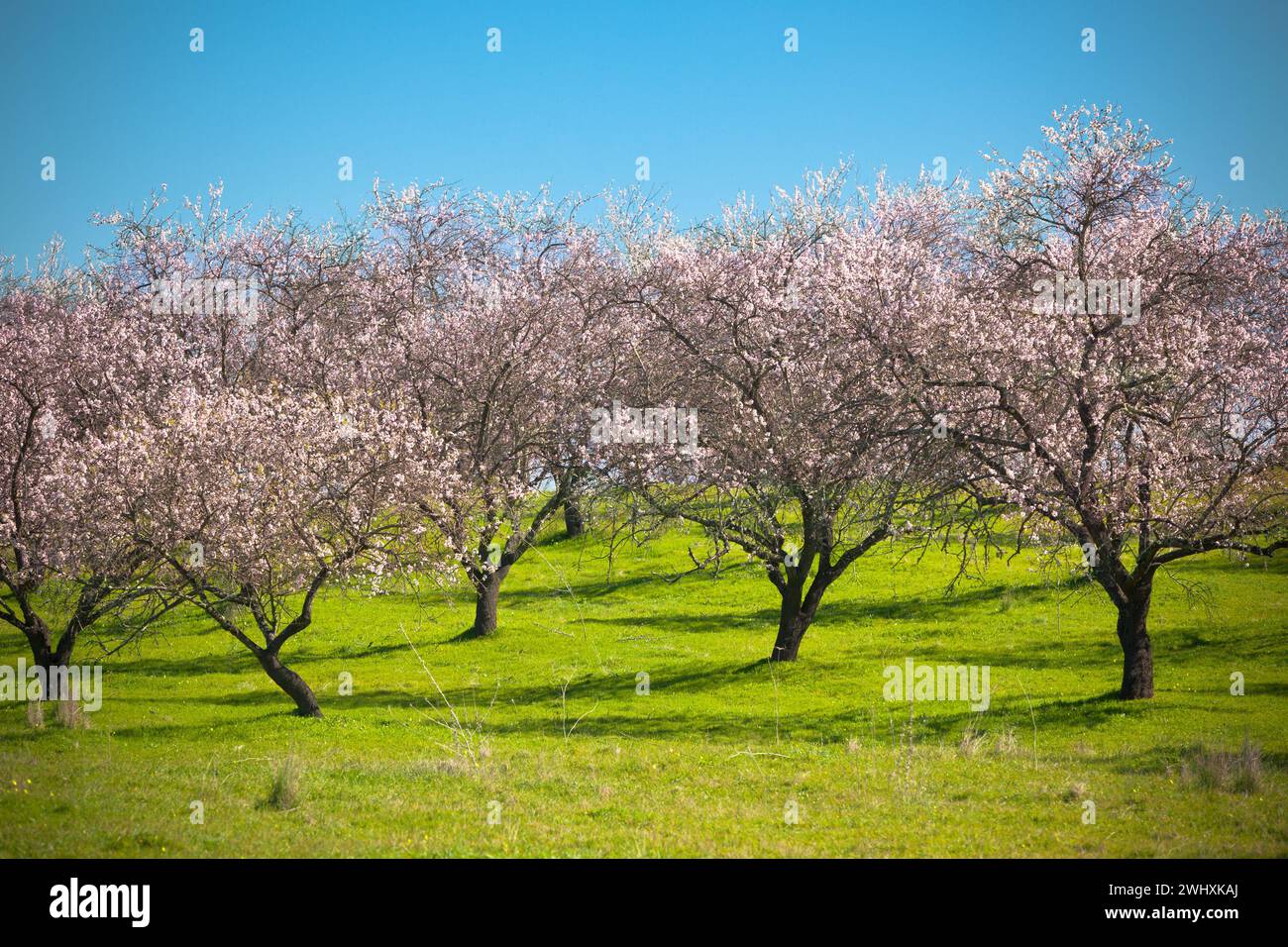 New growth blooming hi-res stock photography and images - Alamy