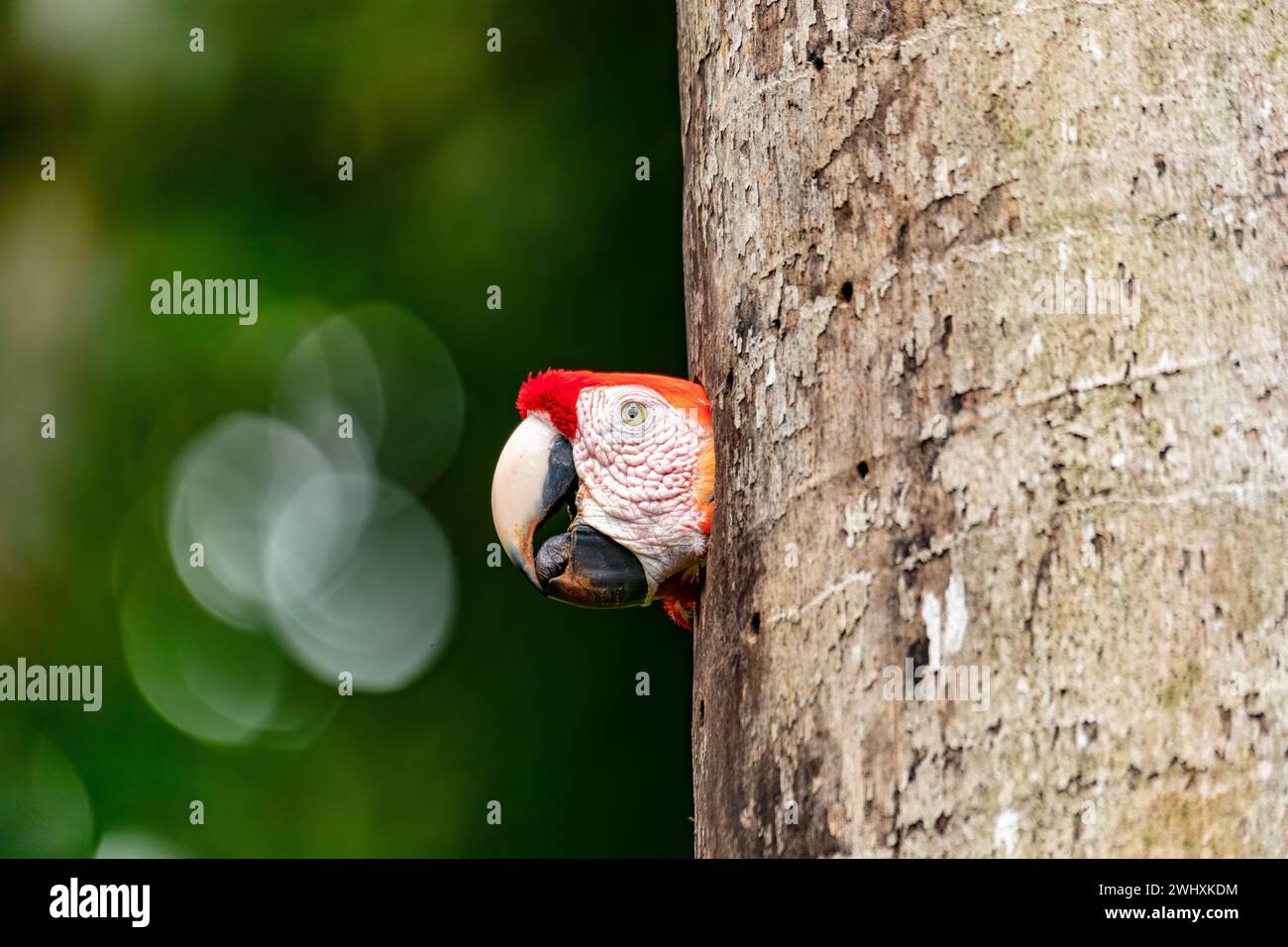 Scarlet macaw nest hi-res stock photography and images - Alamy
