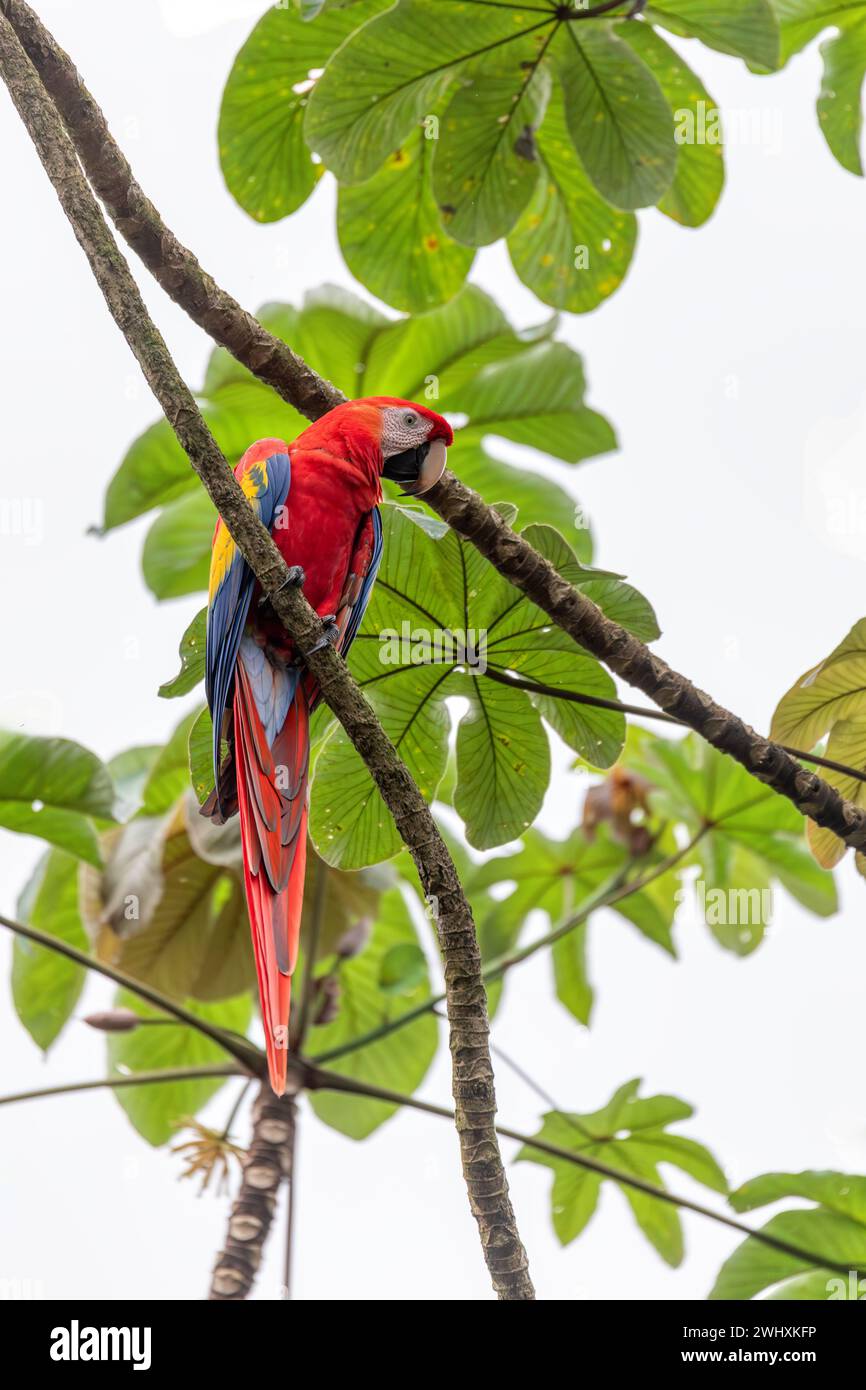 Scarlet macaw nest hi-res stock photography and images - Alamy