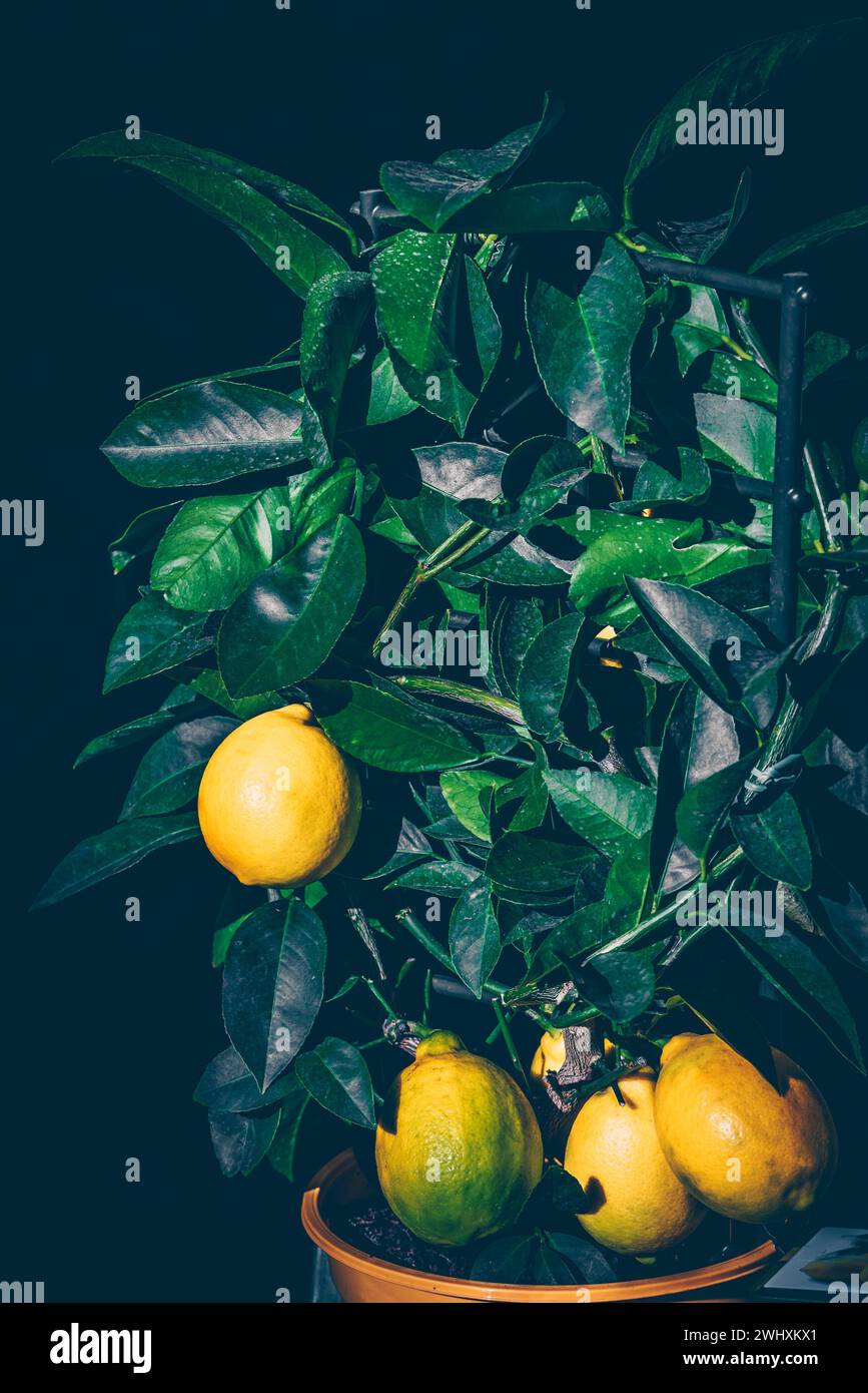 Lemon tree in a pot Stock Photo - Alamy