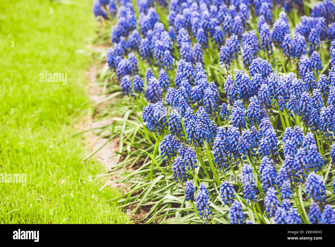 Blue Muscari hyacinth field in the Netherlands Stock Photo - Alamy