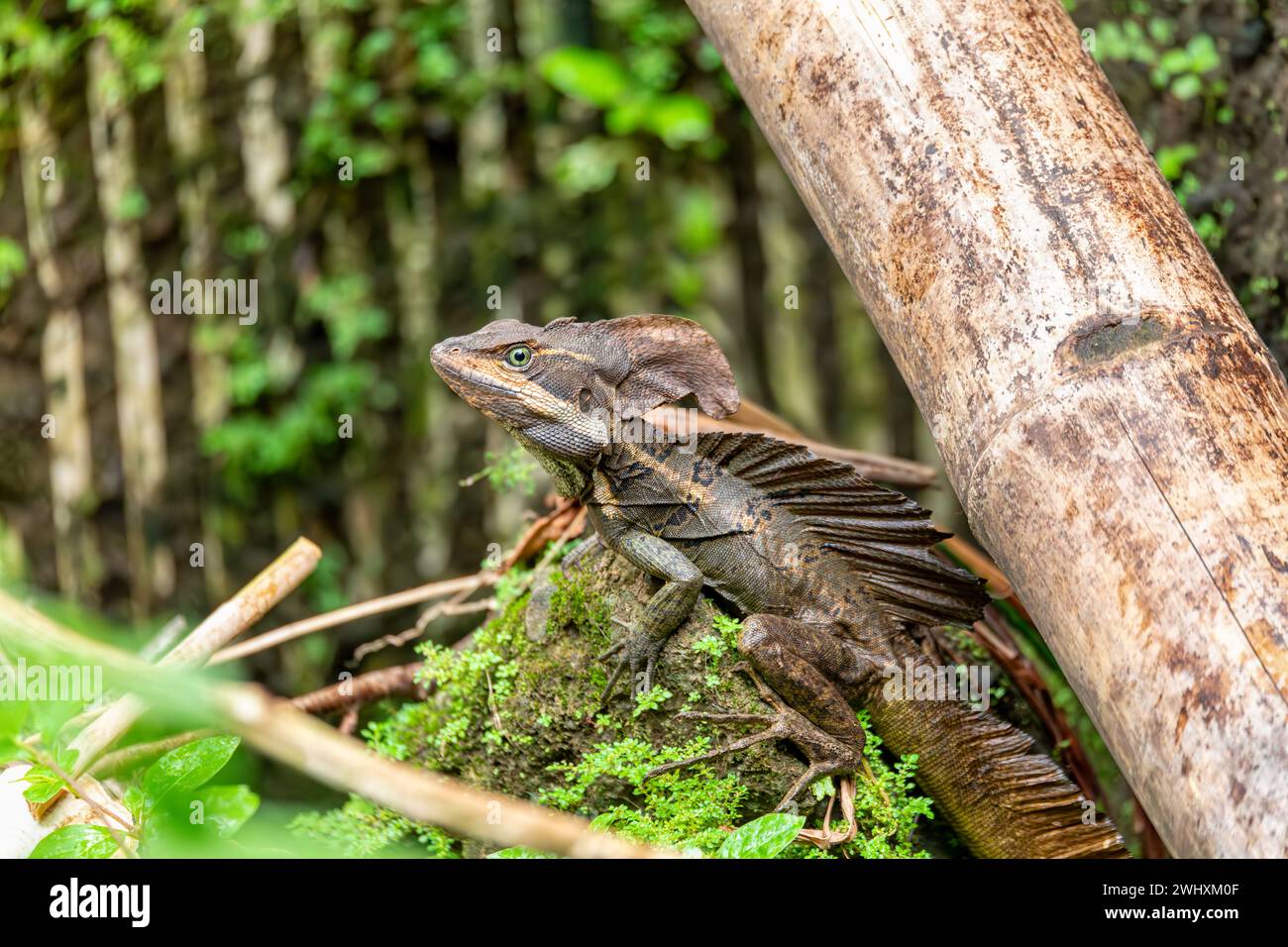 The common basilisk, Basiliscus basiliscus. Manuel Antonio National ...