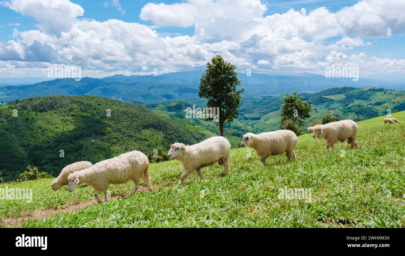 A group of sheeps at a sheep farm in Chiang Rai Northern Thailand Doi ...