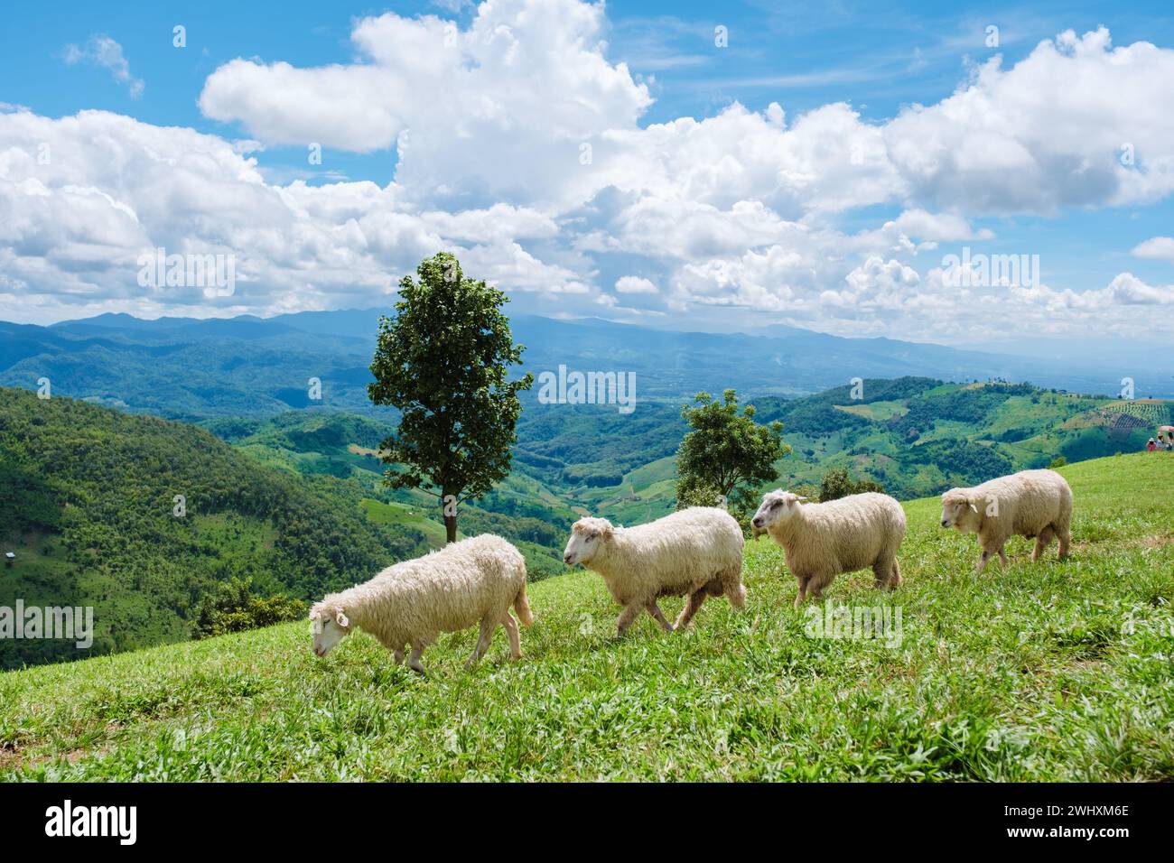 A group of sheeps at a sheep farm in Chiang Rai Northern Thailand Doi ...