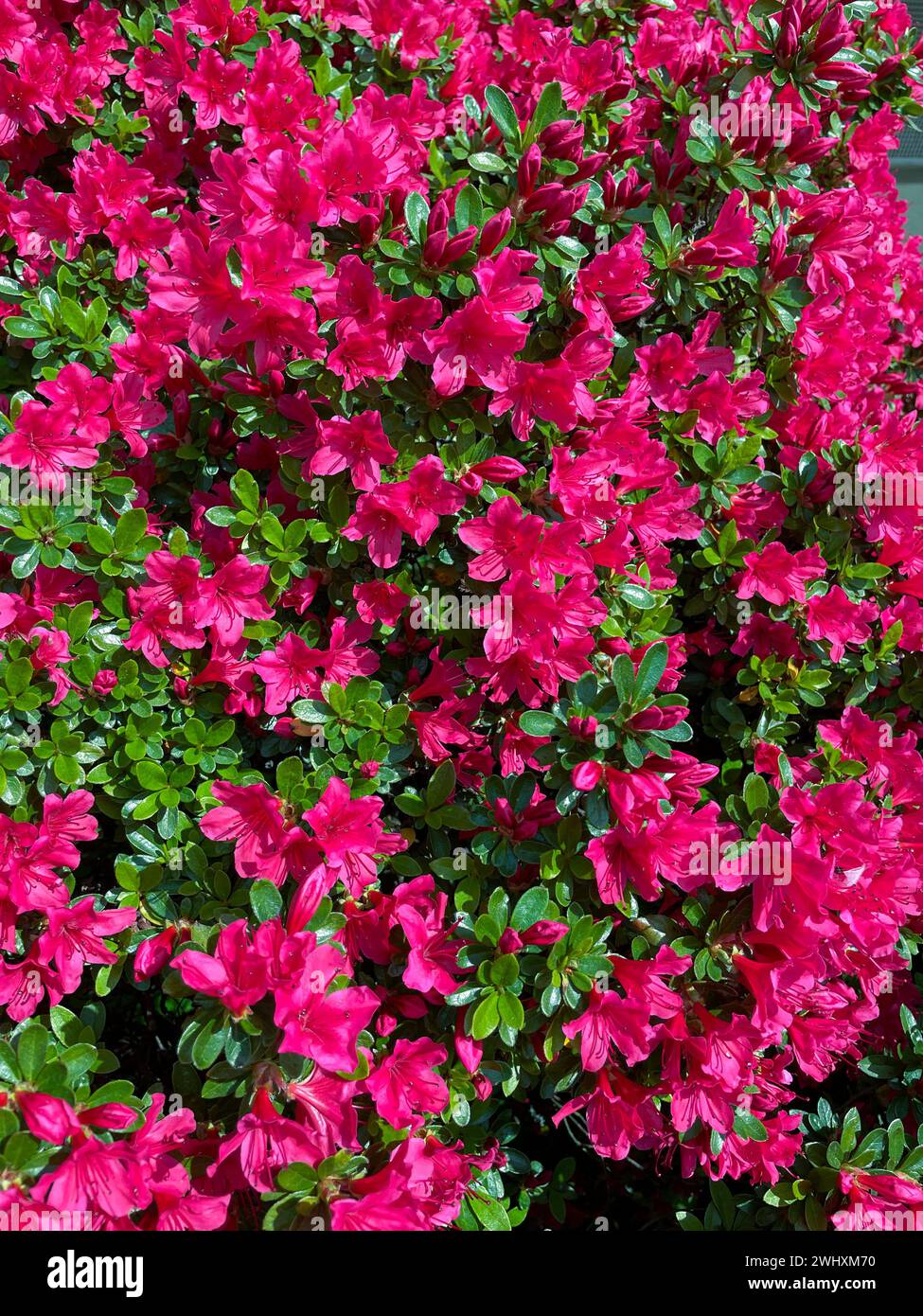 Azalee Strauch mit vielen pink rot farbenen Blüten Stock Photo - Alamy
