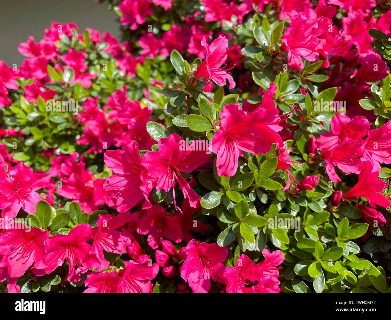 Azalee Strauch mit vielen pink rot farbenen Blüten Stock Photo - Alamy