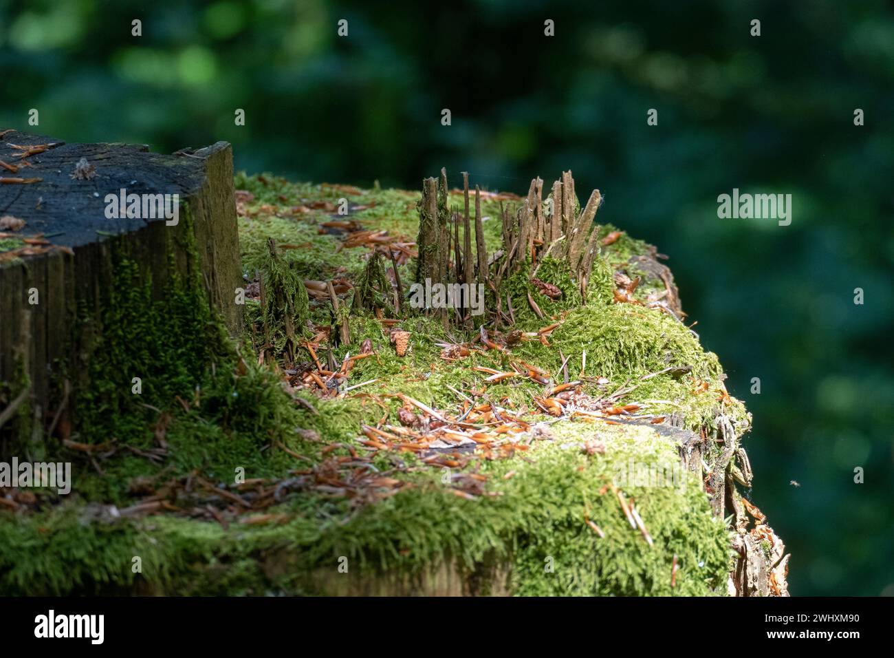 Waldumgebung hi-res stock photography and images - Alamy