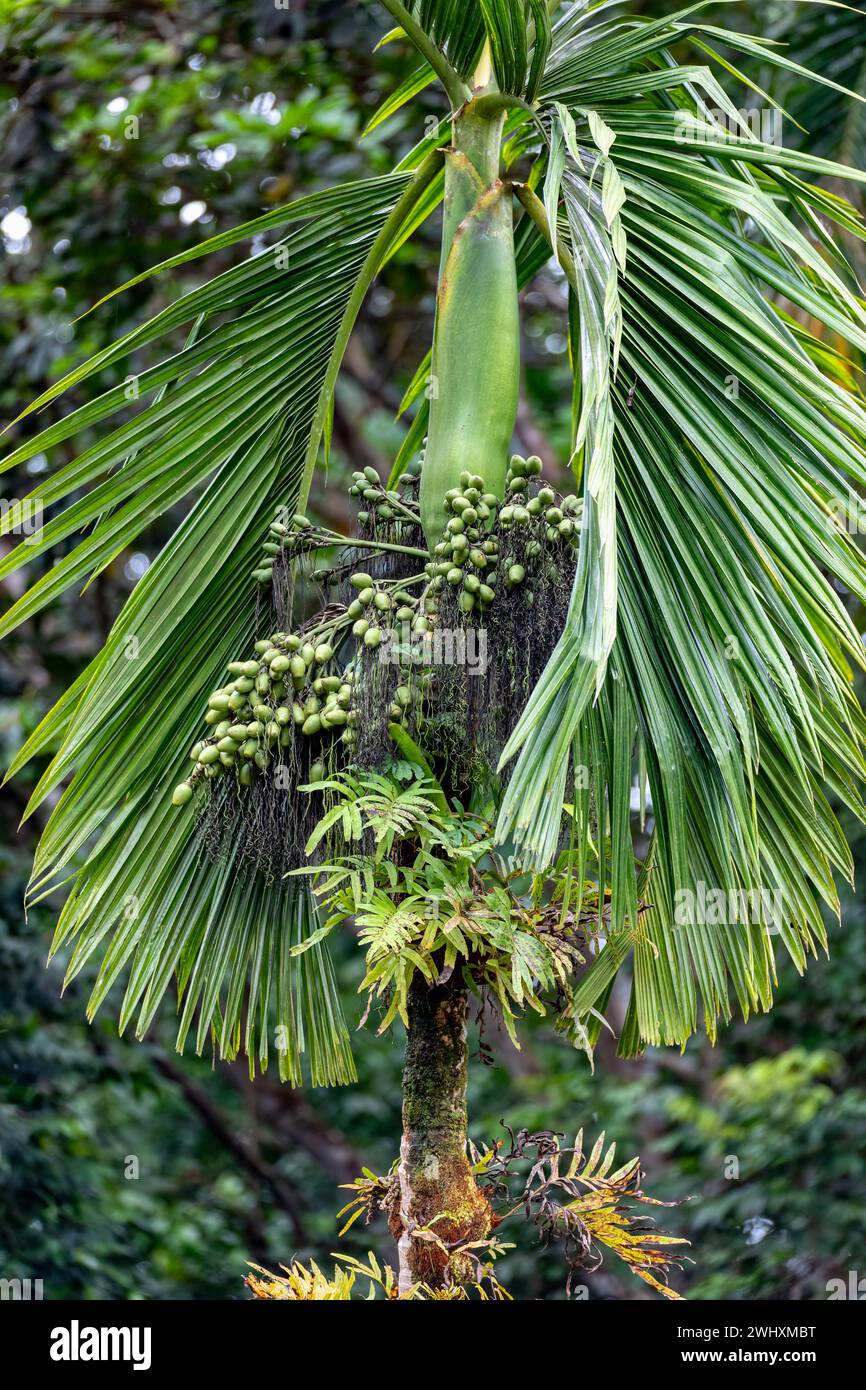 Areca catechu, species of palm in tropical Pacific. Quepos, Manuel ...