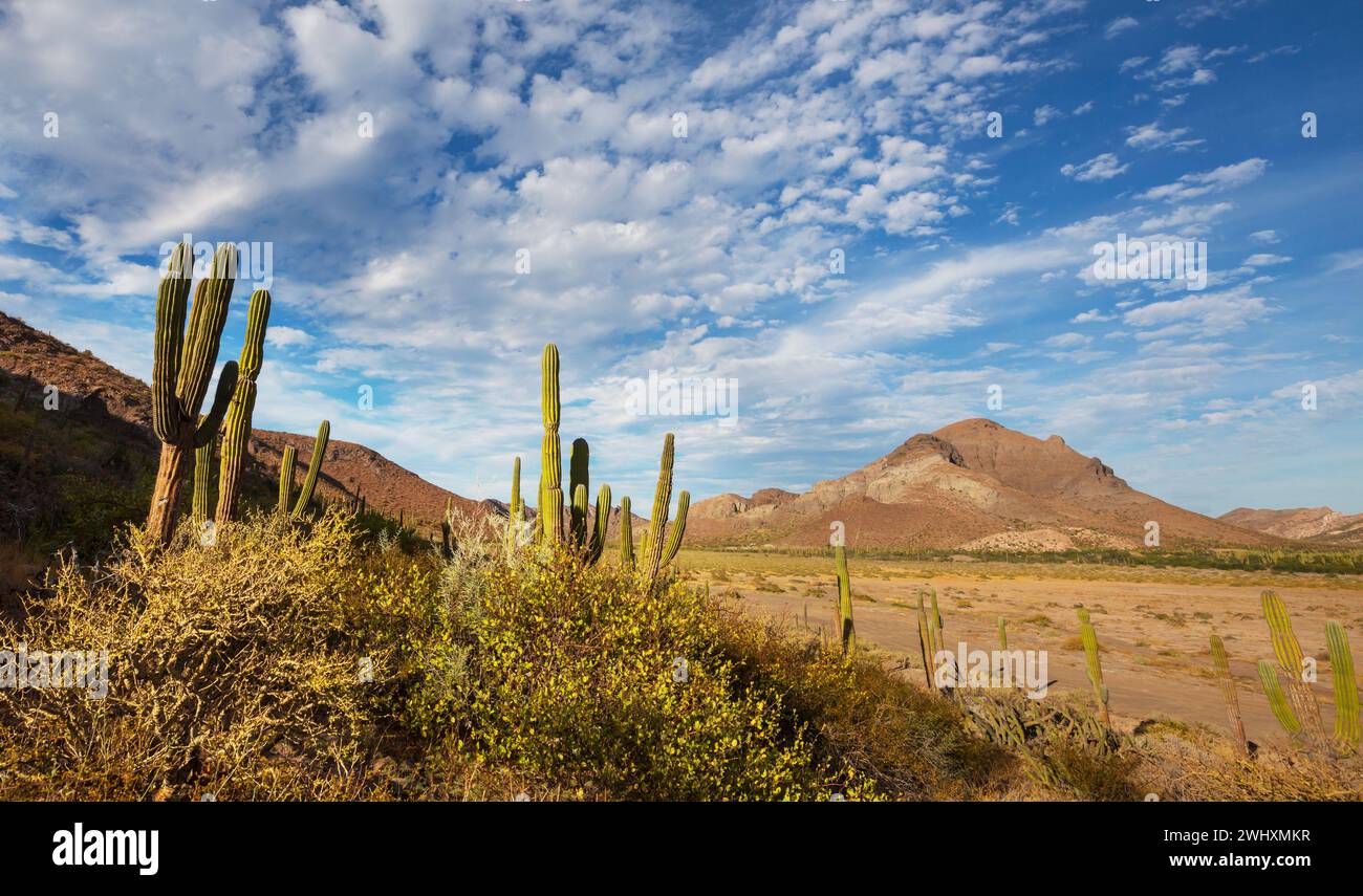 Fascinating landscape in the Mexican state of Baja California Stock ...