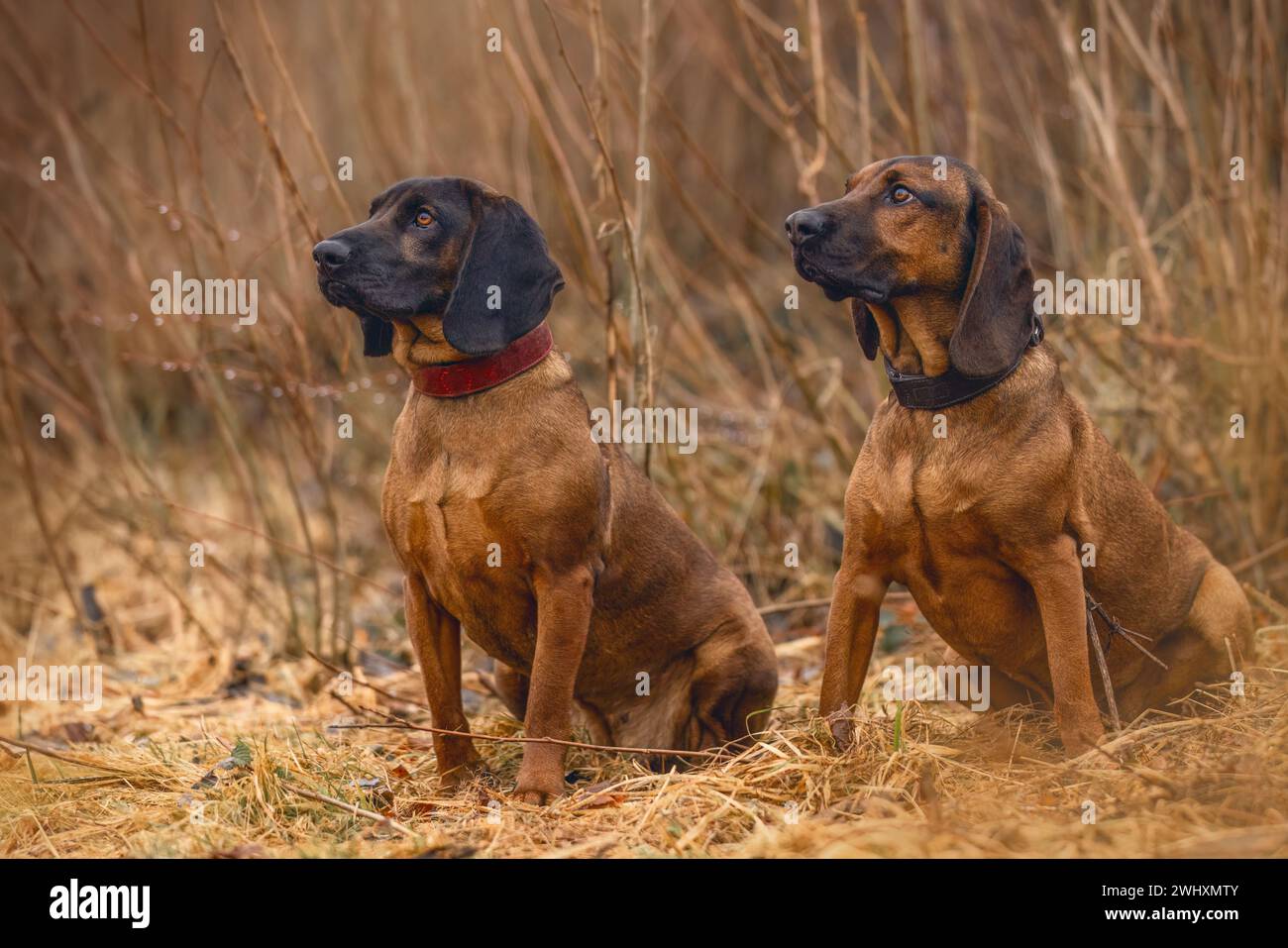 Two bavarian mountain hound dogs sitting on a meadow outdoors Stock ...