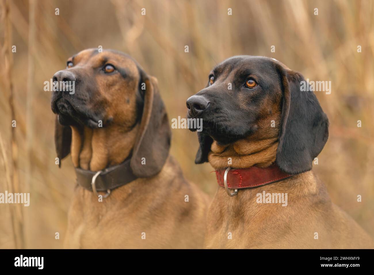 Two bavarian mountain hound dogs sitting on a meadow outdoors Stock ...