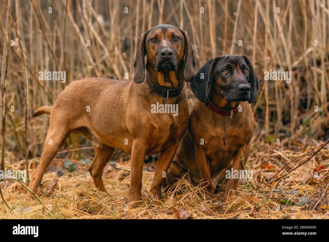 Two bavarian mountain hound dogs sitting on a meadow outdoors Stock ...