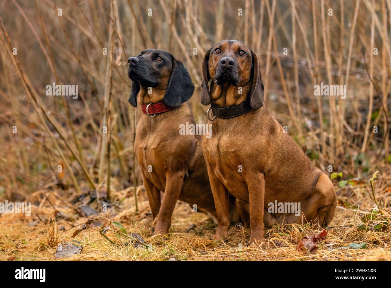Two bavarian mountain hound dogs sitting on a meadow outdoors Stock ...
