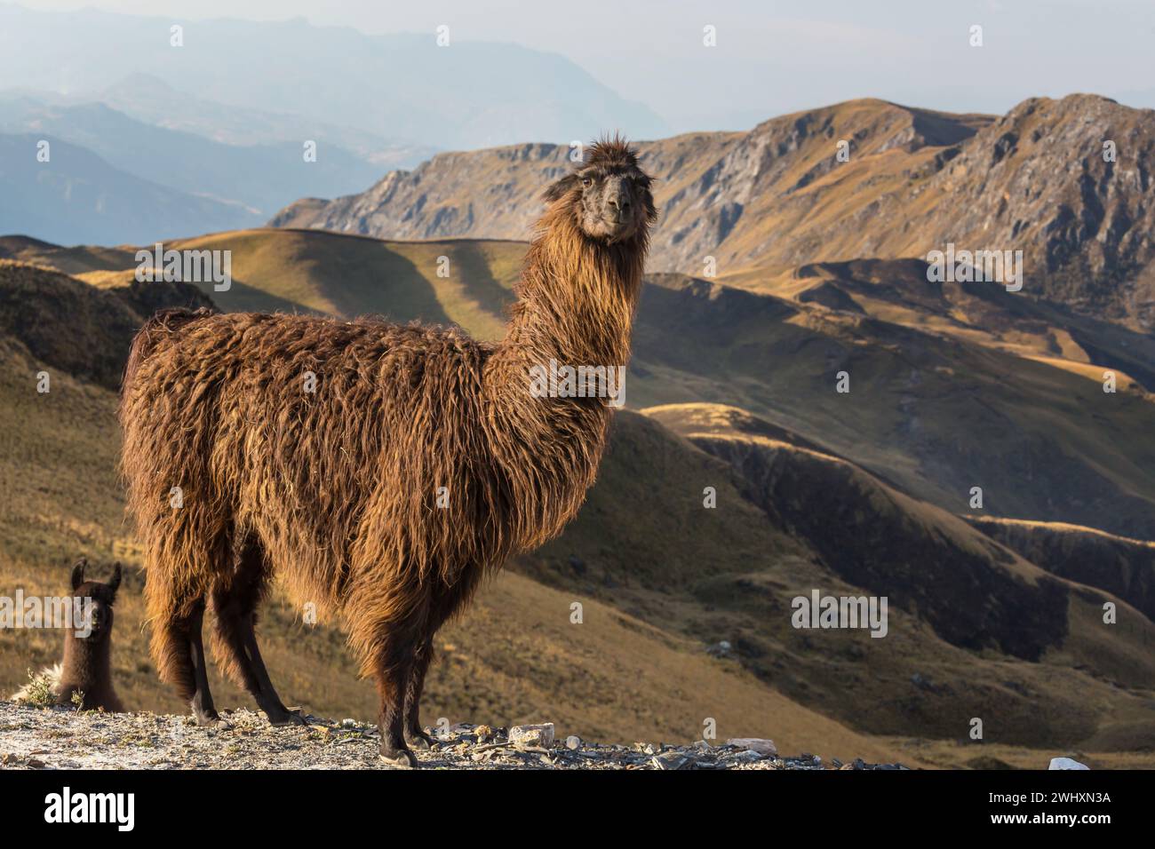 Llamas in the Peruvian Andes, South America Stock Photo - Alamy